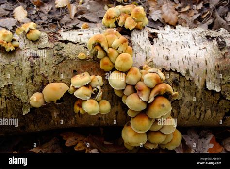 Fungus On Tree Bark Stock Photo Alamy