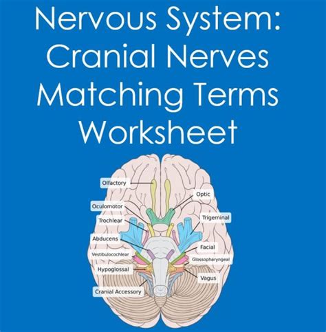 Nervous System Cranial Nerves Matching Terms Anatomy Biology