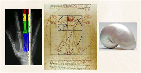 La Sección Áurea En La Música Estructura Y Armonía