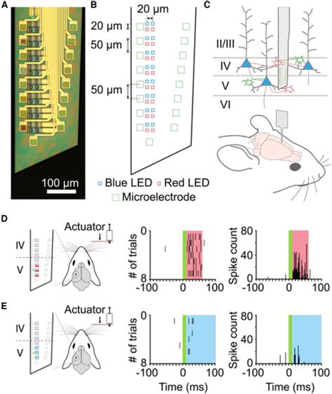 Stimulating And Inhibiting Neurons Using Dual Color Micro Leds In A