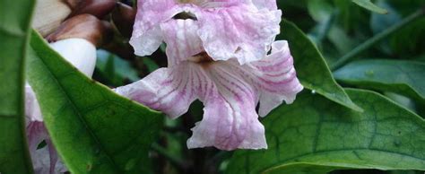 Boundary Tree Newbouldia Laevis