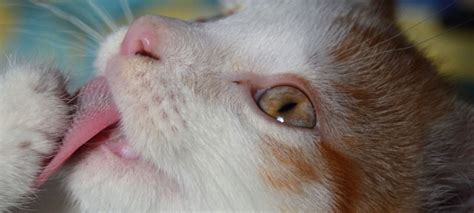 Maxfields Blogg Lilla Katten Tintin