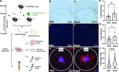 Nasal Inoculation Of App Ps1 Mice With Staph Shows Increased Amyloid Download Scientific