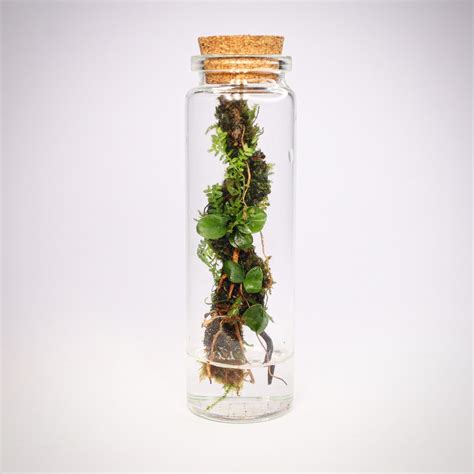 Probably The Worlds Smallest Wick Planter R Miniworlds