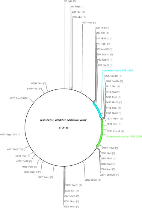 Addgene Pcdna3 1 Zkscan1 Mcs Exon Vector