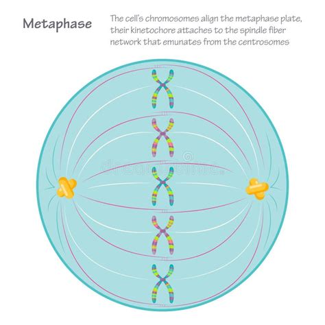 Metaphase The Dividing Cell During Mitosis Stock Vector Illustration