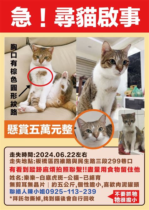 毛毛你在哪／懸賞五萬！板橋虎斑貓「胸口棕色圓毛」在四維路走失 Ettoday寵物雲 Ettoday新聞雲