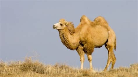 Монгол орны ховор амьтад ХАВТГАЙ