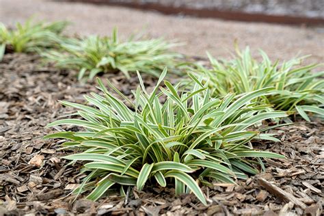 Support Centreplants2144399930websitegallerya Goldenpixie Pma10