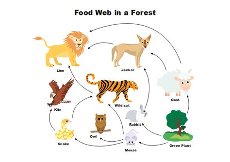 Food Web Diagram Generator How To Draw Food Webs