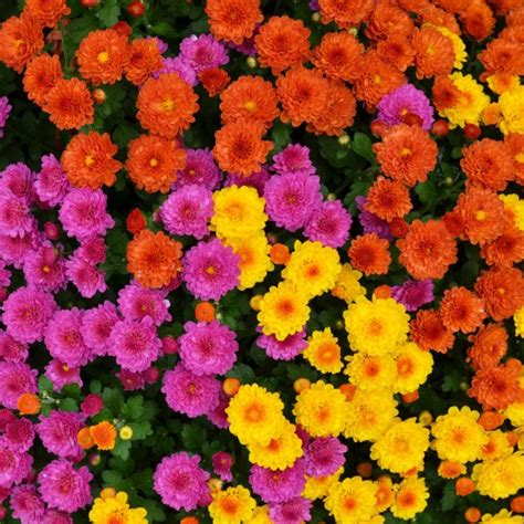 Fall Mum Tri Color Mix Gertens Garden Center