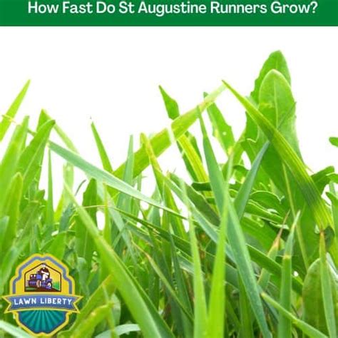 How To Control St Augustine Grass Runners Stolon Control And Uses Lawn Liberty