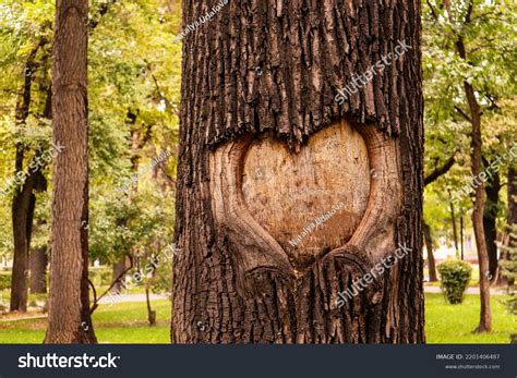 9 478 Tree On Mountain Carved Images Stock Photos Vectors Shutterstock
