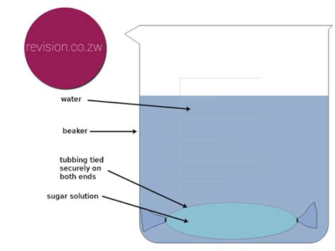 Diffusion And Osmosis Experiments Visking Tubing Egg Membrane Free Zimsec And Cambridge