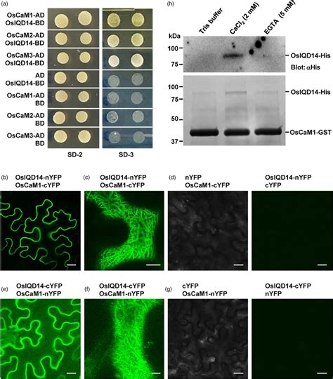 Calmodulins Interact With Osiqd14 A Yeast‐2‐hybrid Analysis Showed Download Scientific