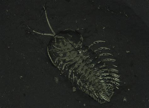 Pyritized Triarthrus Trilobite With Appendages New York 129111 For