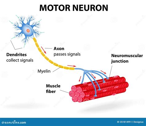 Motor Neuron Connecting To Muscle Fiber 3d Illustration Royalty Free