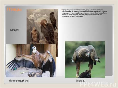 Презентация Кавказский государственный биосферный заповедник скачать презентации по Экологии