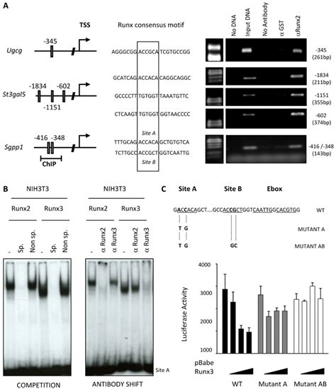 a runx2 occupancy of promoter regions of ugcg st3gal5 and sgpp1 in