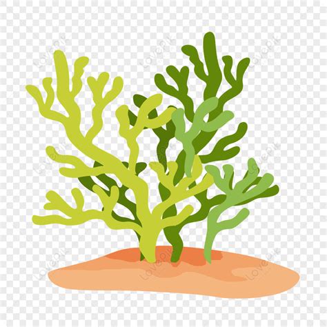 해초 Png 일러스트 무료 다운로드 Lovepik