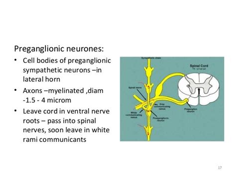 2 Sympathetic Nervous System