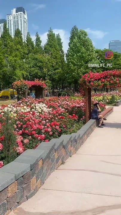 장미와 함께 하는 피크닉 인천 송도 해맞이공원 Youtube