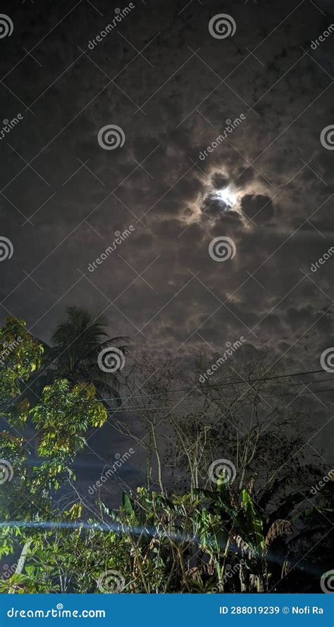 Night Moon Light Tree Coconat Stock Image Image Of Light Coconat