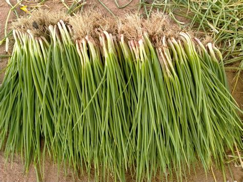 «សហគមន៍កសិកម្មទឹកហូតមានជ័យក្តីសង្ឃឹម នៅខេត្តកំពង់ឆ្នាំង