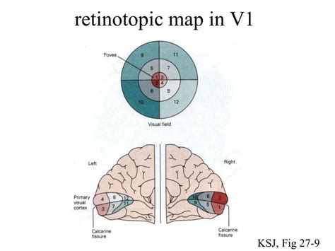 Ppt Visual Cortex Powerpoint Presentation Id3425503