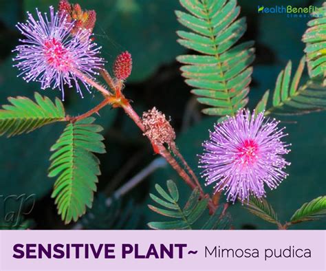 16 Health Benefits Of Sensitive Plant Touch Me Not Health Benefits