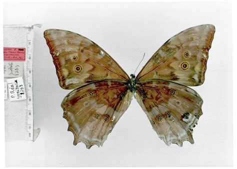 Morpho Theseus Juturna Type Specimens