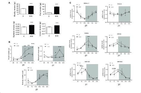 dio reduces the rhythmic pattern of clock genes in the circumvallate