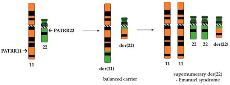 Palindromes In Dna—a Risk For Genome Stability And Implications In Cancer Palindromes In Dna—a Risk For Genome Stability And Implications In Cancer