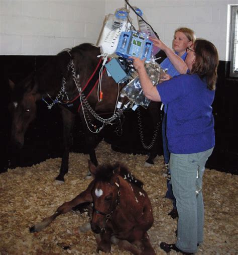 Step By Step Guide To Intravenous Catheter Placement In The Horse By