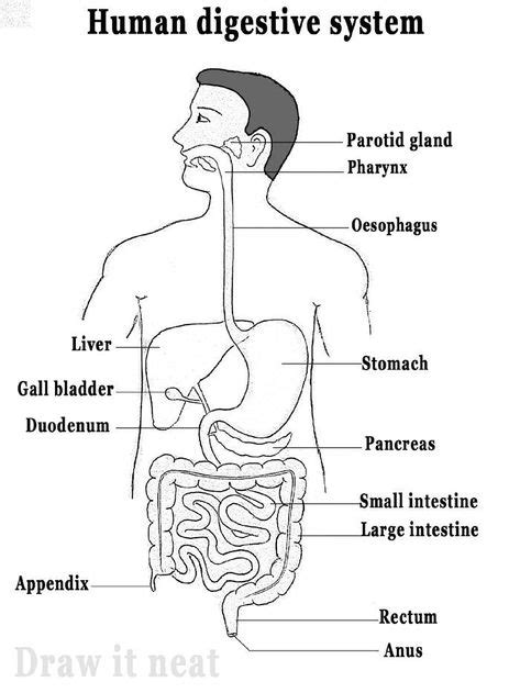 Gastrointestinal System Drawing