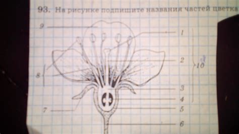 На рисунке подпишите названия частей цветка Школьные Знания Com