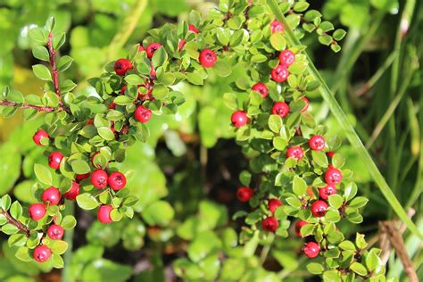 Cotoneaster Arbusto Cobertura Foto Gratuita No Pixabay Pixabay