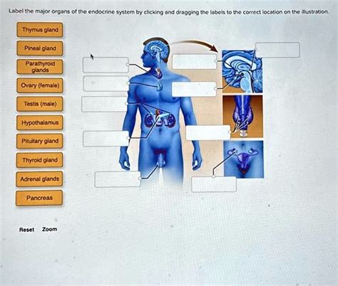 Solved Label The Major Organs Of The Endocrine System By Clicking And Dragging The Labels To