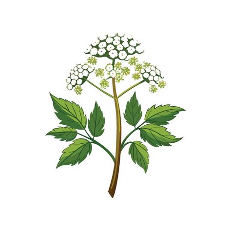 Elegant Cow Parsnip Plant Design 57395003 Vector Art At Vecteezy