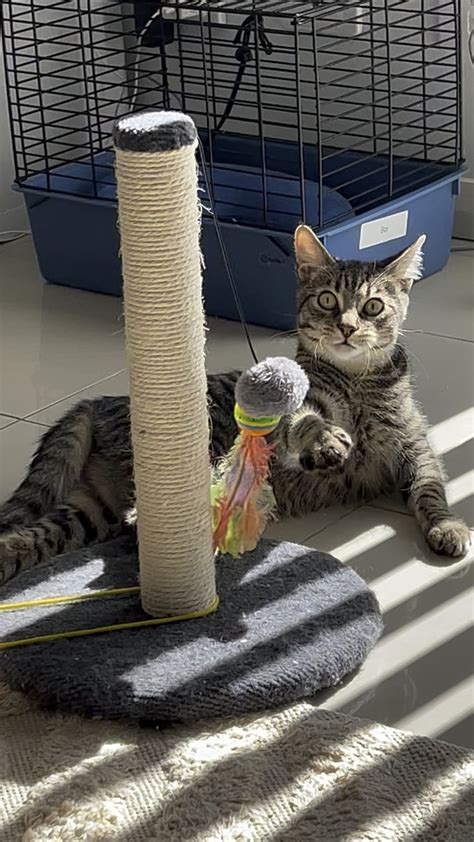 Standard Issue Ball Handler Rstandardissuecat