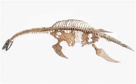 Plesiosaurus Skeleton