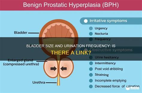 Bladder Size And Urination Frequency Is There A Link Medshun