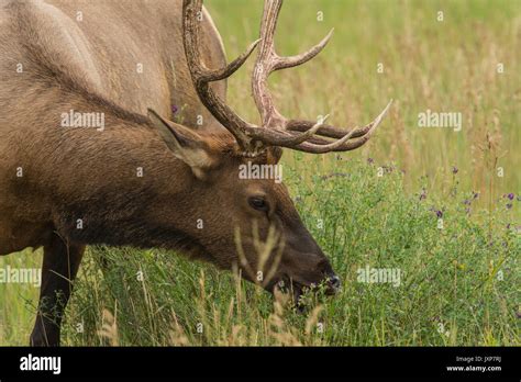 Bull Elk Cervus Canadensis With Large Antlers Feeding On Vegetation