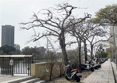 運河環河街鳳凰木哭枯 疑染褐根病 中華日報 LINE TODAY