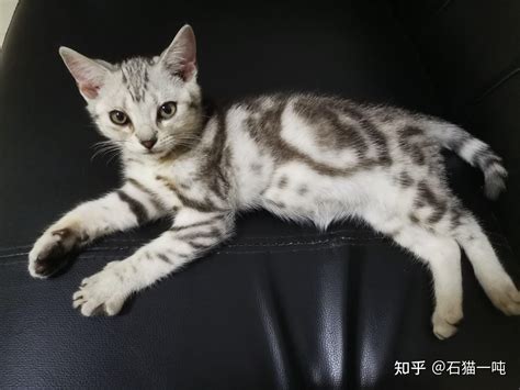 这只美短品相怎么样请大家帮我看看 知乎