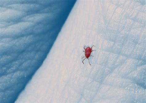 Trigger Bug Africa The Cicadas Are Here Hows Your Appetite Trigger Bug Africa The Cicadas Are Here Hows Your Appetite