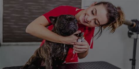 Pros And Cons Of Becoming A Dog Groomer Header Image Qc Pet Studies