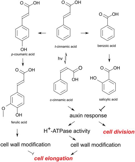 Opposing Effects Of Trans‐ And Cis‐cinnamic Acid During Rice Coleoptile