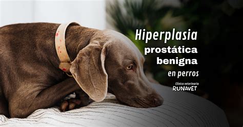 Hiperplasia Prostática Benigna En Perros El Riesgo De No Castrar A Tiempo
