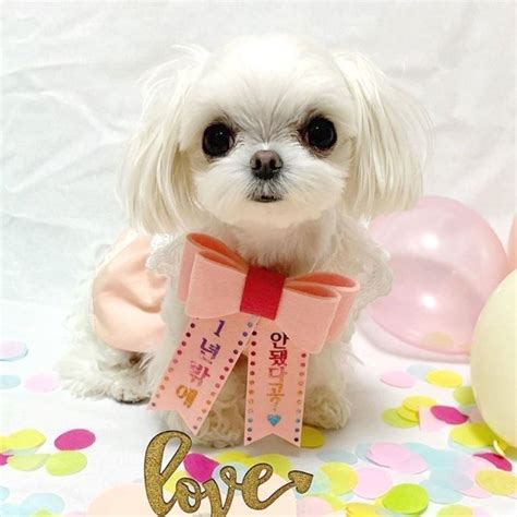 홀로그램 강아지화환 고양이 생일파티 페오펫몰